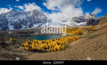 Golden larch trees along Eiffel Lake trail in Banff National Park ...