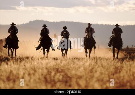 Cowboys in action riding horseback and roping a bull. bull is ...