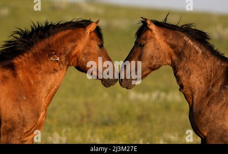 Stallions battle for mares during the foaling season; Lantry, South ...