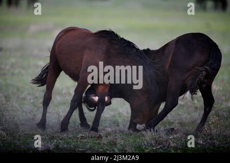 Stallions battle for mares during the foaling season; Lantry, South ...
