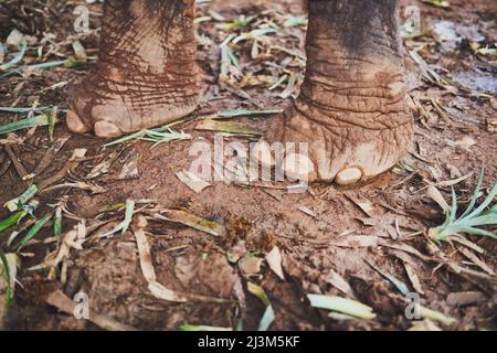 Asian elephant's legs and feet Stock Photo - Alamy