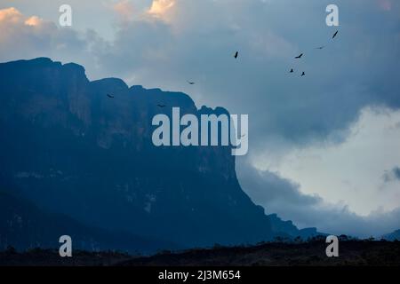 The southern cliffs of Auyan Tepui.; Gran Sabana, Venezuela Stock Photo ...