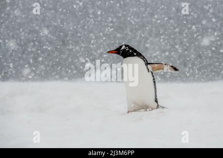 Gentoo Penguin (Pygoscelis papua) making its way through a snowfall in ...