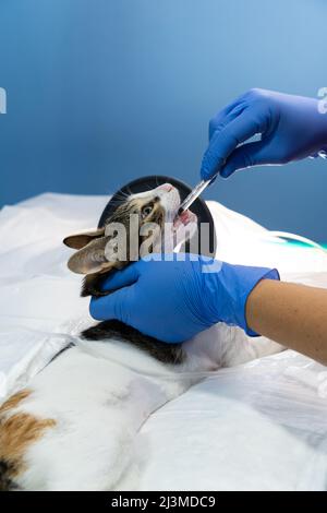 Endotracheal intubation in a sedated cat before a surgery Stock Photo ...