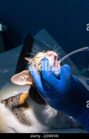 Endotracheal intubation in a sedated cat before a surgery Stock Photo ...