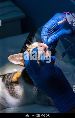 Endotracheal intubation in a sedated cat before a surgery Stock Photo ...