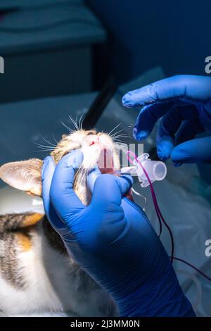 Endotracheal intubation in a sedated cat before a surgery Stock Photo ...