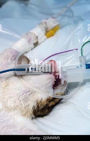 Endotracheal intubation in a sedated cat before a surgery Stock Photo ...