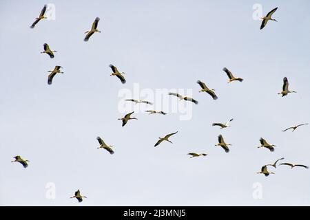White Stork flock flying during migration; Ooievaar groep vliegend ...