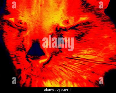 Infrared Thermal image of a domestic cat Stock Photo - Alamy