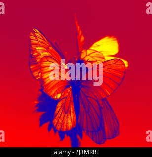 White butterflies on a spherical flower. Thermal Impressionism Stock ...