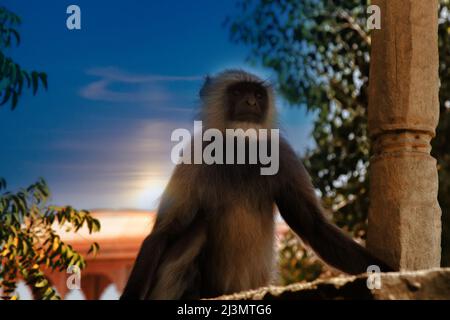 From the life of Langur monkeys (Black-shanked douc (Semnopithecus ...