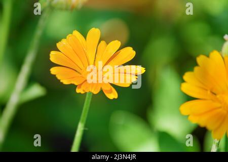 Beautiful Pot marigold. Close up of Colorful Pot Marigold flower.Yellow ...