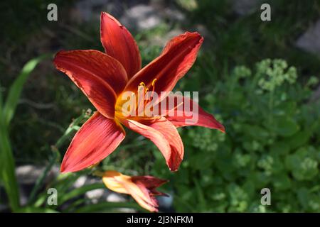 Closeup of a big red tiger lily in the garden summer. Bright red ...