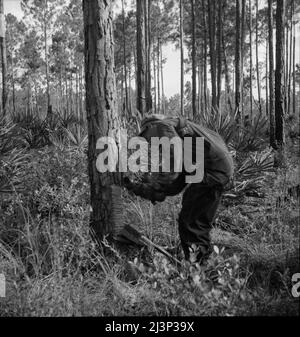 A photograph of workers collecting turpentine in a pine forest in North ...