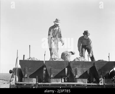 Farm hands loading potato seed into a hopper in preparation for ...