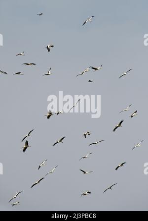 White Stork flock flying during migration; Ooievaar groep vliegend ...