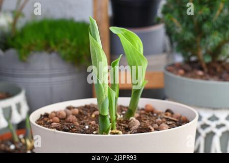 New shoots of hosta plant growing out of pot in early spring Stock ...