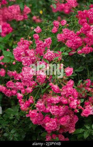 Beautiful pink climbing roses in spring in the garden Stock Photo - Alamy