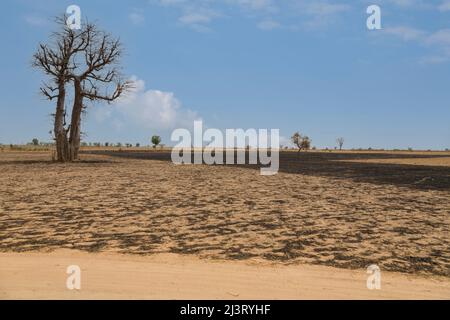 Senegalese Countryside near Kaolack, Senegal, with Baobabs Stock Photo ...