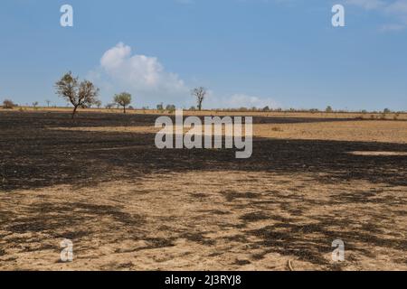 Senegalese Countryside near Kaolack, Senegal. Remnants of Previous Crop ...