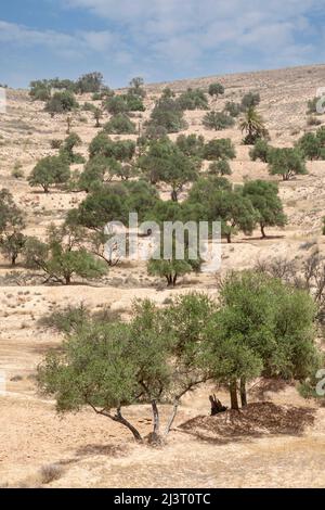 Libya. Olive Trees near Tarmeisa in the Jebel Nefusa. Note how berms ...