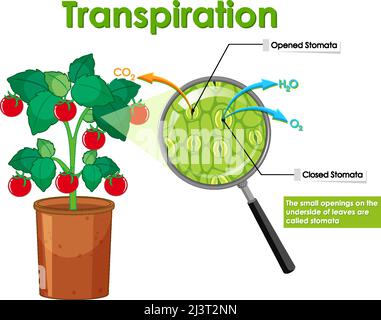 Science poster design for transpiration illustration Stock Vector Image ...