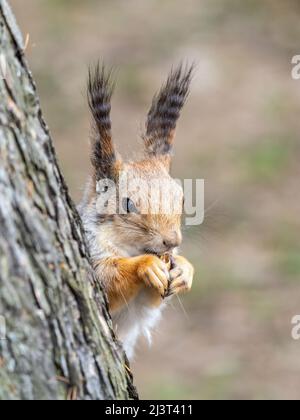 A squirrel with a fashionable hairstyle and lush wavy tassels on its ...