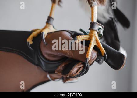 Buzzard on hand outdoors Stock Photo - Alamy