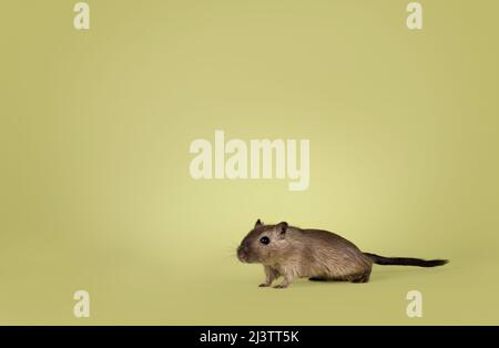 Dark brown Gerbil, standing side ways. Looking curious away from camera ...
