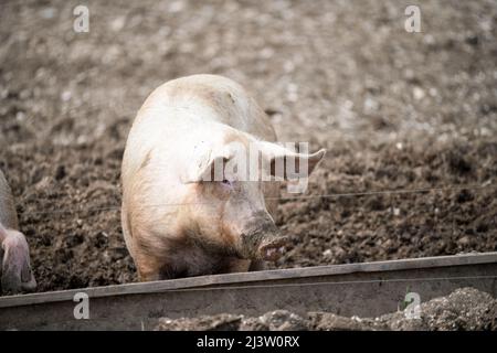 free range Danish landrace (Sus scrofa domesticus) pig at large on a ...