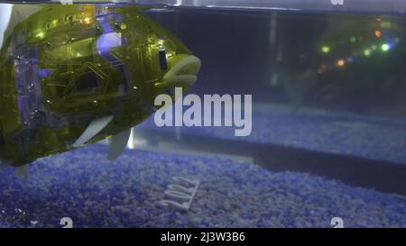 Robot fish in aquarium. HDR. Glowing and flashing fish in water ...