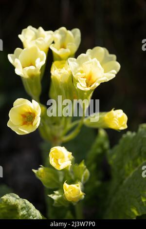Common cowslip (Primula veris), Lower Austria, Austria Stock Photo - Alamy