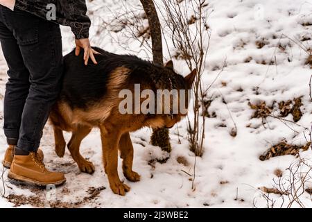 Amazing and attractive owner is standing next to the dog while waiting ...