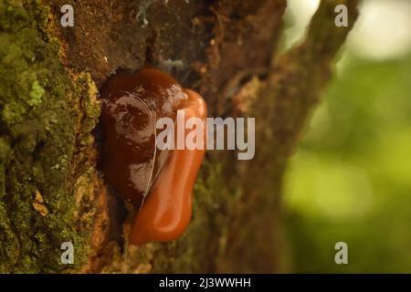 Tree sap, Xylem sap, Phloem sap, blood of tree, tree blood, bleeding ...