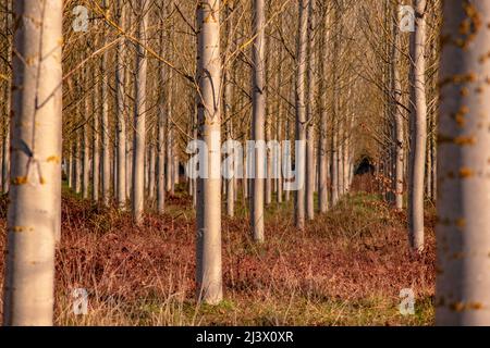 Accurate tree landscape Stock Photo - Alamy