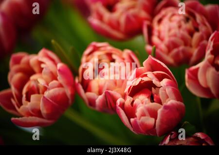 Lots of two-tone blooming tulips. Flowers background Stock Photo - Alamy