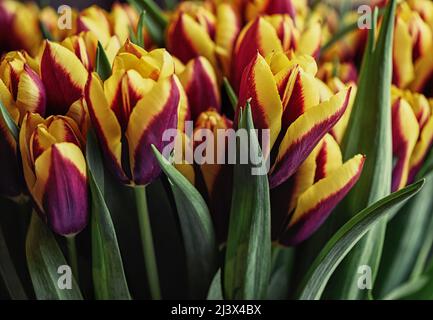 Lots of two-tone blooming tulips. Flowers background Stock Photo - Alamy