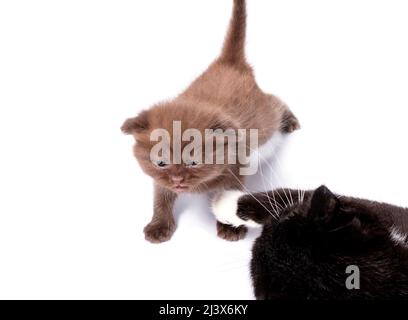 Beautiful cinnamon-colored Scottish kitten on the countertop, the theme ...