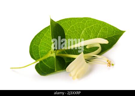 honeysuckle flower isolated on white background with full depth of ...