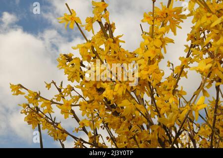 Kastrup/Copenhagen/Denmark/10 April 2022/Yellow colour leves tree in ...