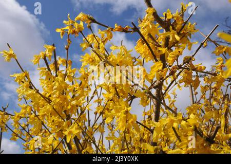 Kastrup/Copenhagen/Denmark/10 April 2022/Yellow colour leves tree in ...