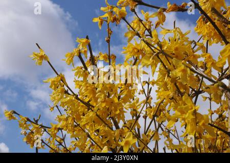 Kastrup/Copenhagen/Denmark/10 April 2022/Yellow colour leves tree in ...