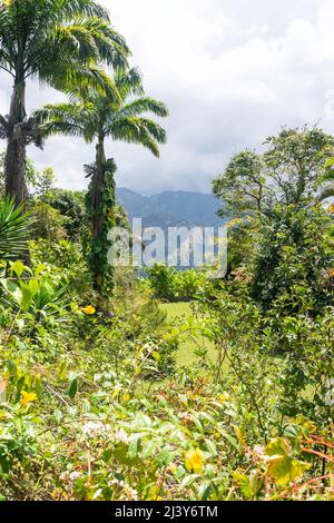 Blue Mountains, Craighton Estate (Blue Mountain coffee tour), Irish ...