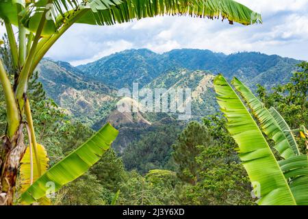 Blue Mountains, Craighton Estate (Blue Mountain coffee tour), Irish ...