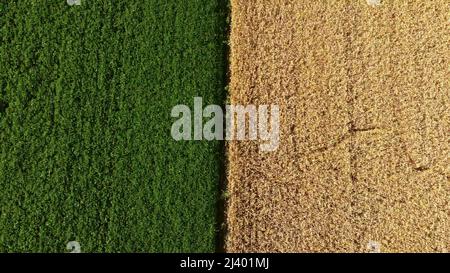 Aerial drone view border between yellow wheat field and green ...