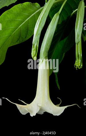 Angel’s trumpet, Änglatrumpet (Brugmansia x hybridum Stock Photo - Alamy