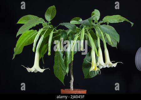 Angel’s trumpet, Änglatrumpet (Brugmansia x hybridum Stock Photo - Alamy