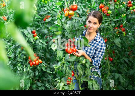 Focused girl harvesting red tomatoes on farm field Stock Photo - Alamy