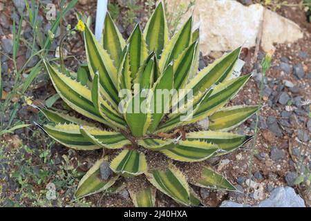 Agave Americana variegata in garden designed by Tim Wallis of ...